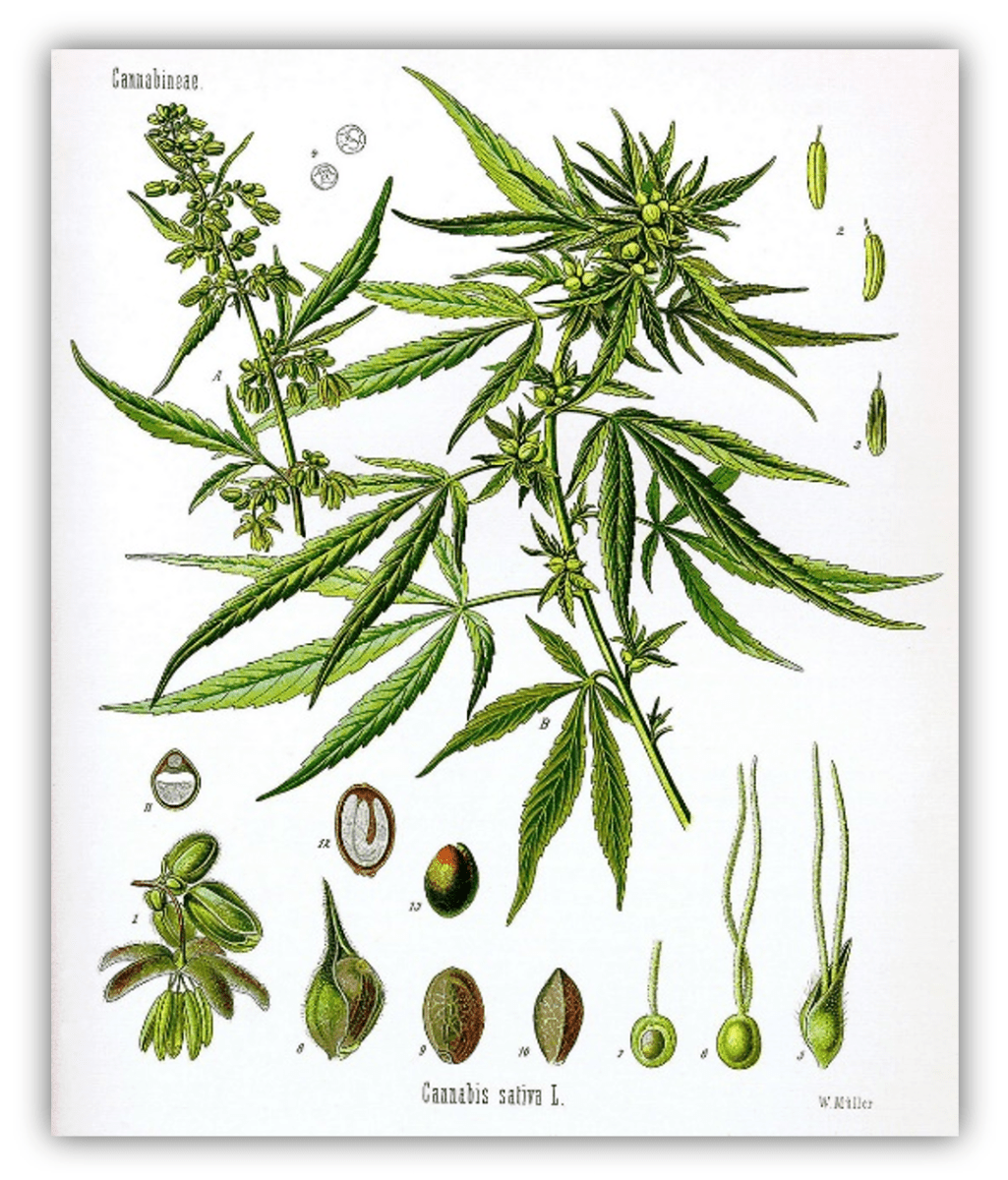 Cannabinoid Side Effects & Drug Interactions | Mood Change Medicine